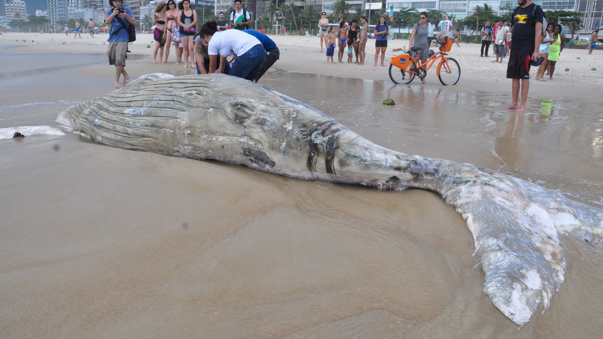 Fotos: Veja os bichos que viraram notícia na semana - 20/12/2012 - UOL ...