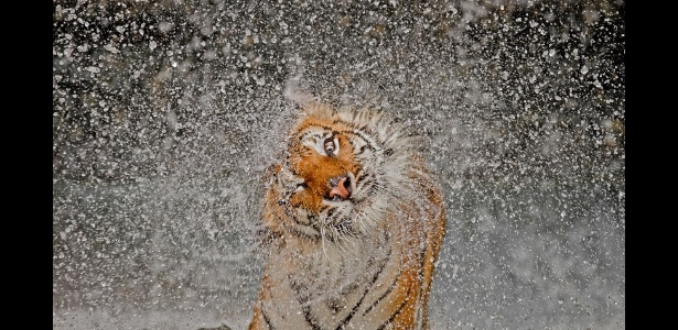 Fotos: Foto de tigre em explosão de água vence concurso da National ...