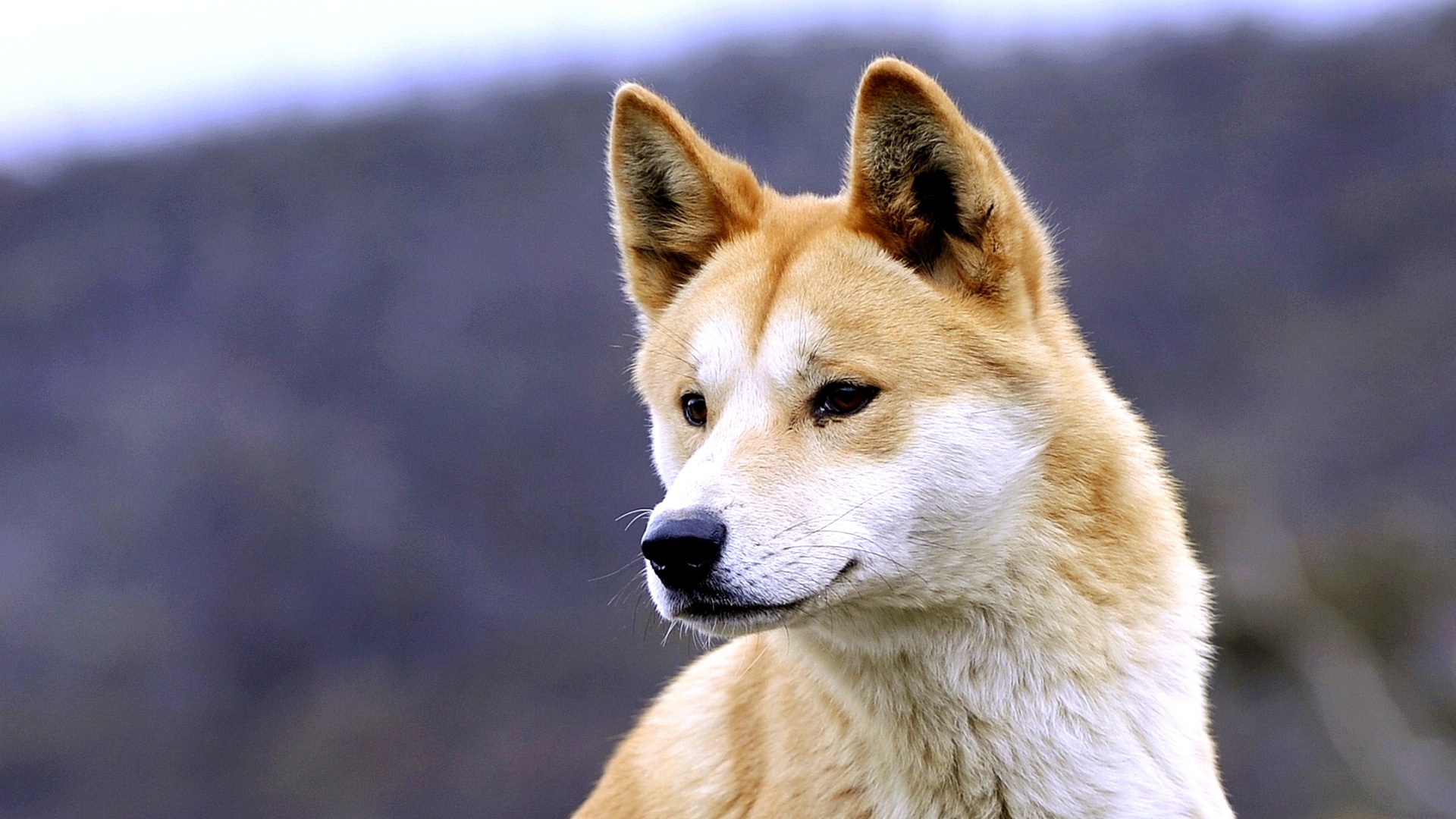 Fotos: Imagens do dia - 15 de janeiro de 2013 - 15/01/2013 - UOL Notícias