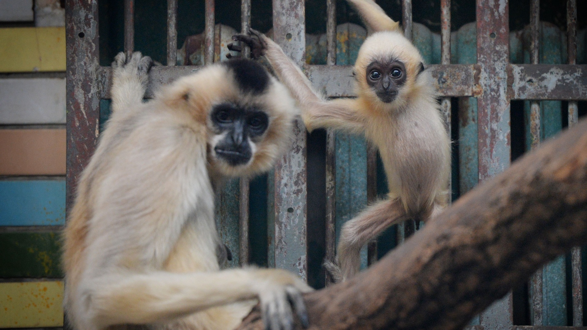 Fotos: Veja os bichos que foram notícia na semana - 25/01/2013 - UOL ...