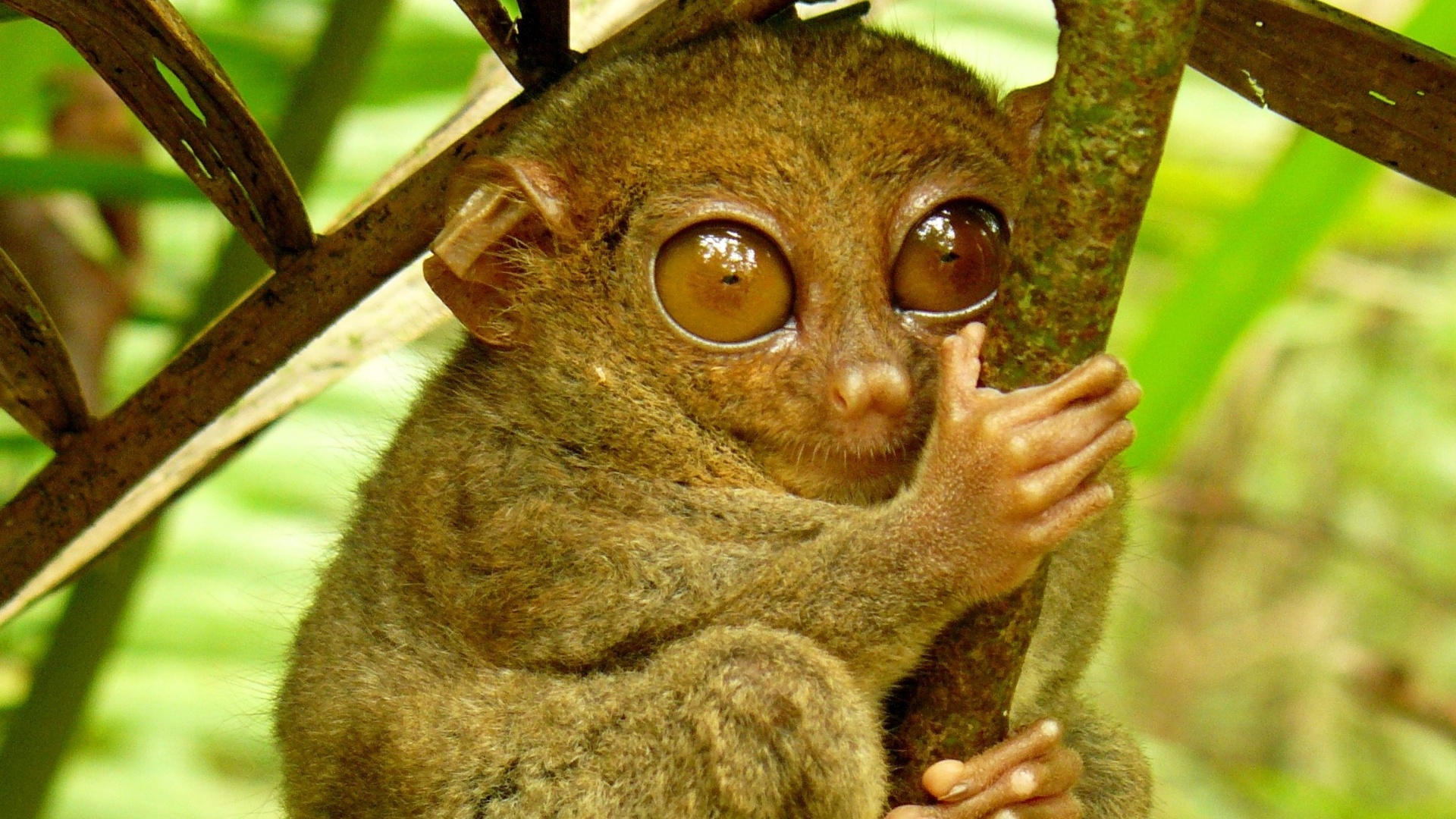 Inseto fêmea achado no Brasil tem pênis e penetra macho - 18/04/2014 ...