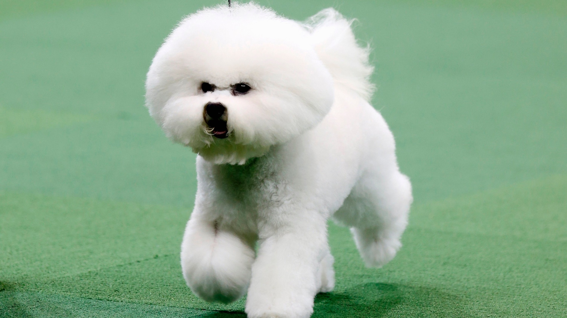 Fotos: Cães disputam posto de mais belo no Westminster Dog Show - 12/02 ...