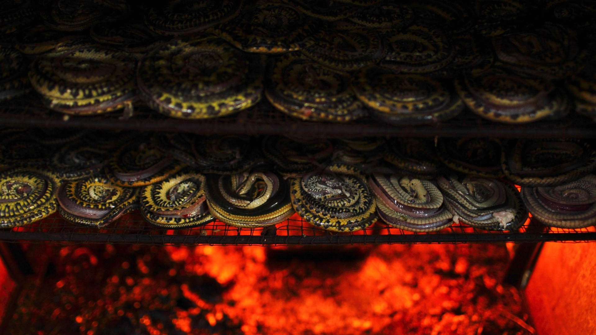 Fotos: Veja como funciona matadouro de cobras na Indonésia - 29/06/2012 ...