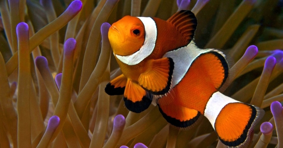 "Nemo" ainda faz sucesso em aquários marinhos do país, 11 anos após o ...