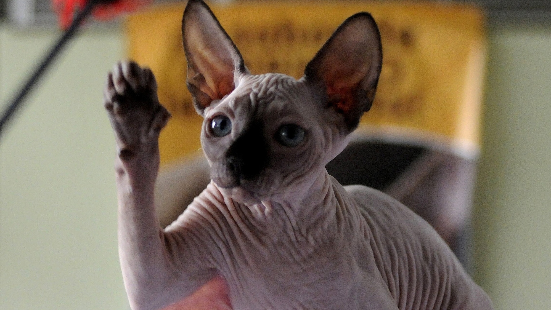 Fotos: Gatos participam de feira internacional de felinos na Colômbia ...
