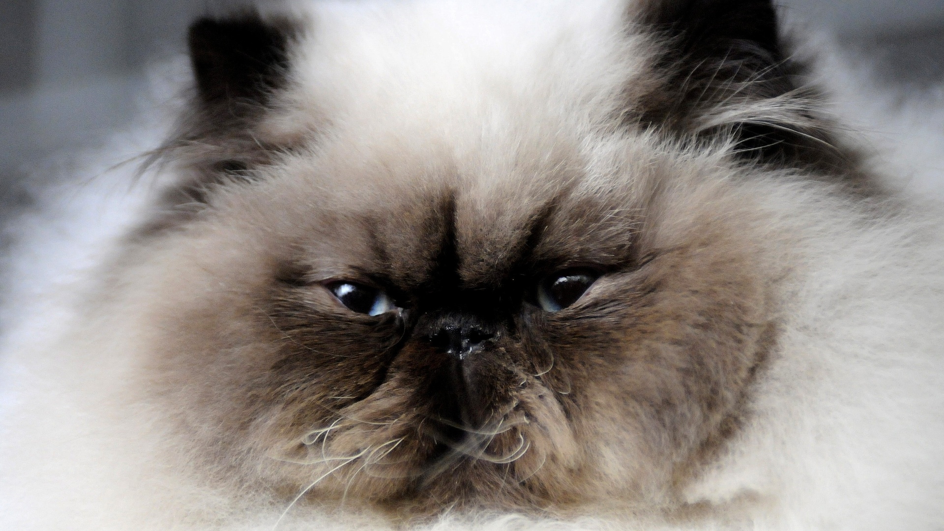 Fotos: Gatos participam de feira internacional de felinos na Colômbia ...