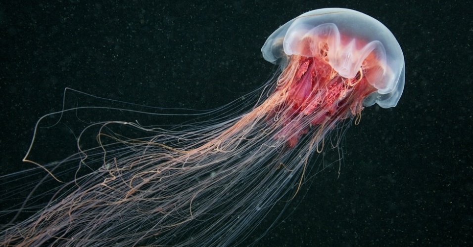 Fotos: Veja os bichos que foram notícia na semana - 01/03/2013 - UOL ...