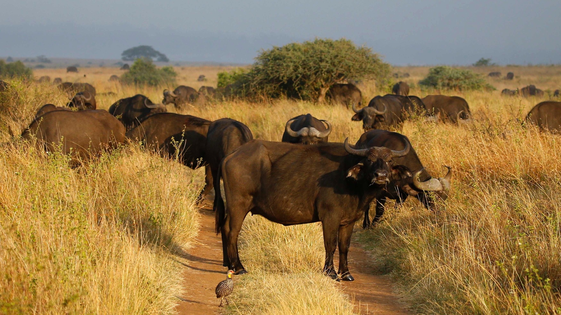 Mistério de puma com dentes na testa intriga biólogos nos EUA - 10/01 ...