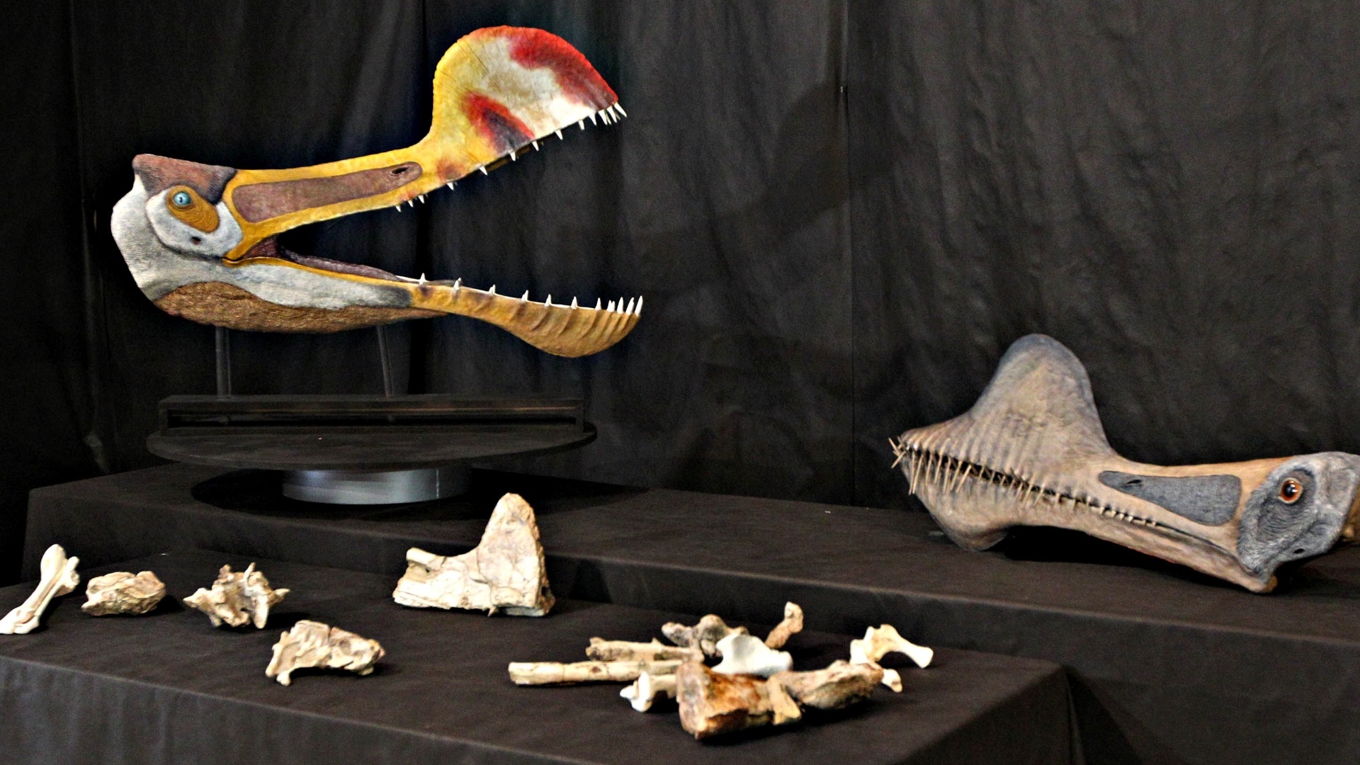 Fotos: UFRJ descobre no Brasil maior pterossauro já visto no hemisfério ...