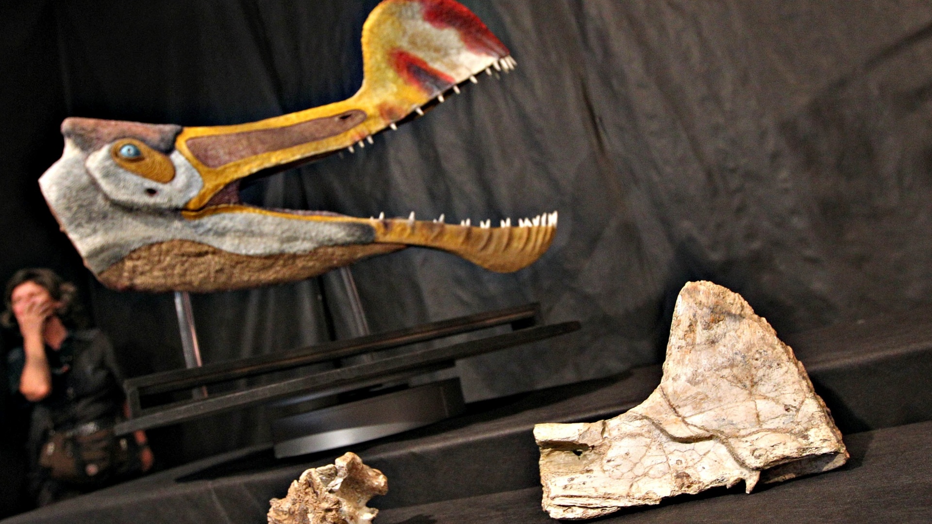 Fotos: UFRJ descobre no Brasil maior pterossauro já visto no hemisfério ...