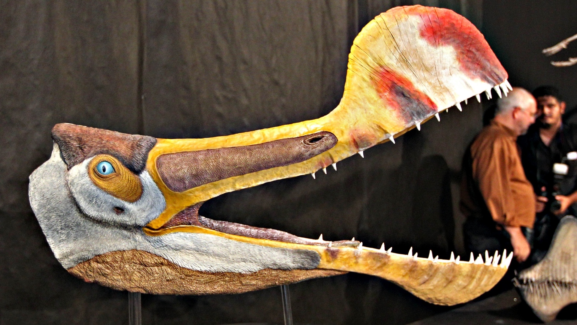 Fotos: UFRJ descobre no Brasil maior pterossauro já visto no hemisfério ...