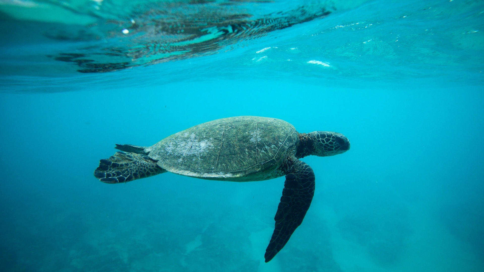 Fotos: Veja os bichos que foram notícia na semana - 22/03/2013 - UOL ...
