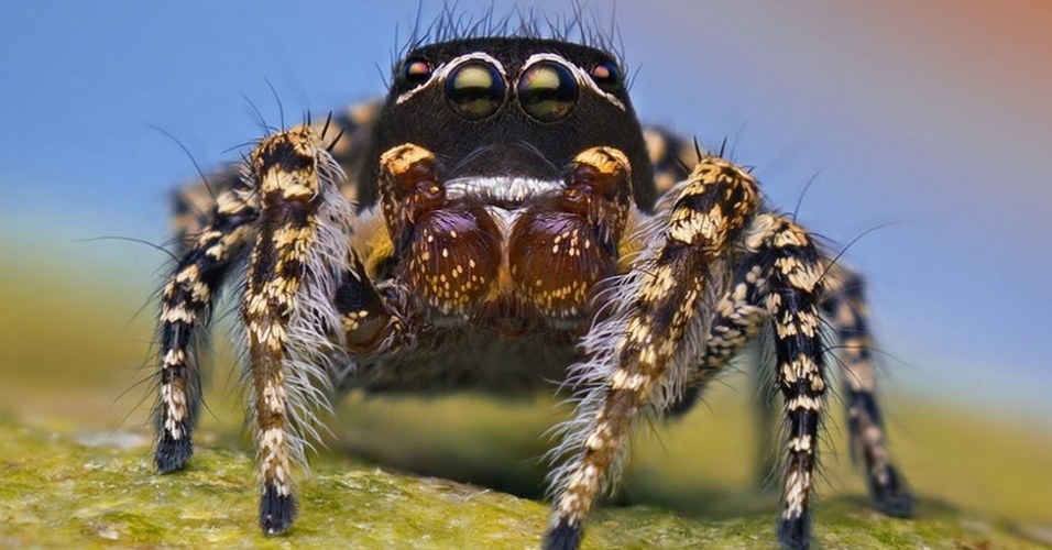 Fotos: Fotógrafo revela detalhes de aranhas saltadoras - 25/03/2013 ...