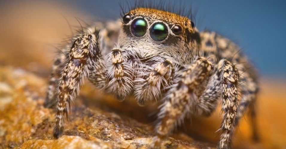 Fotógrafo revela detalhes de aranhas saltadoras - Fotos - Meio Ambiente