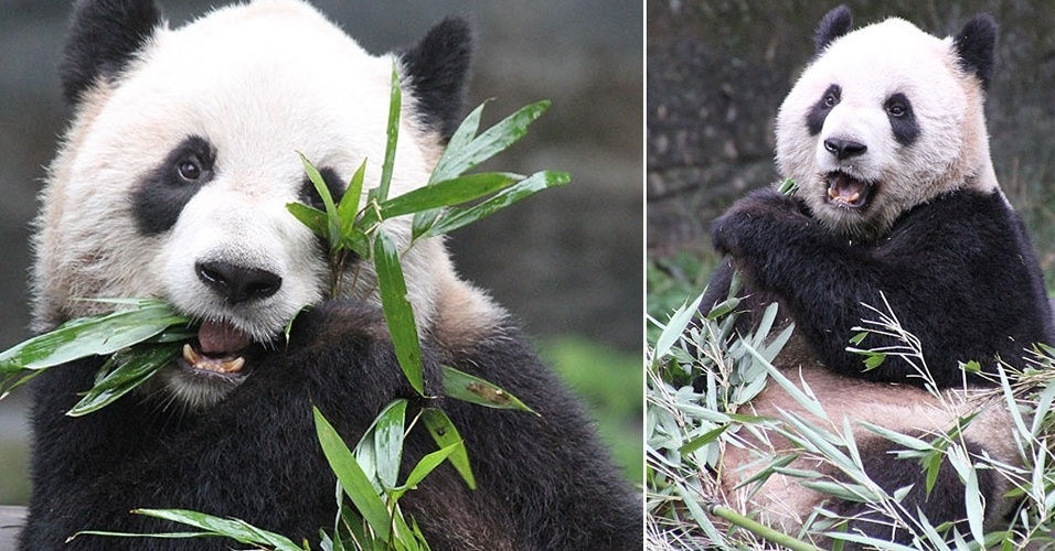 Fotos: China 'empresta' casal de pandas para Canadá por dez anos - 26 ...