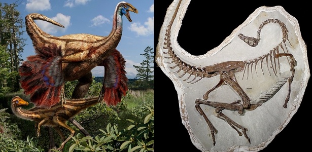 Como ancestrais das aves modernas sobreviveram a queda de meteoro - 28 ...