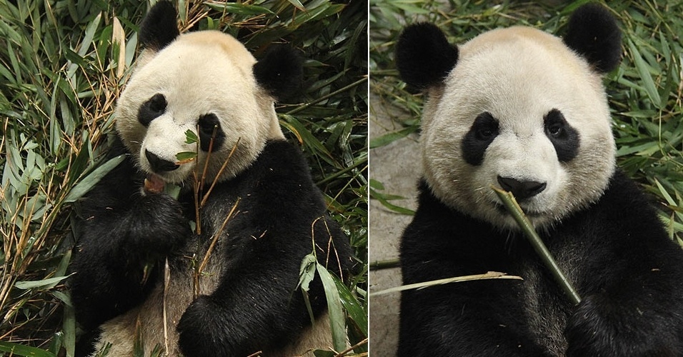 China 'empresta' casal de pandas para Canadá por dez anos - Fotos ...