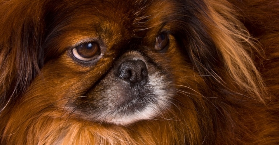 Fotos: Saiba mais sobre a inteligência das raças caninas - 31/03/2013 ...