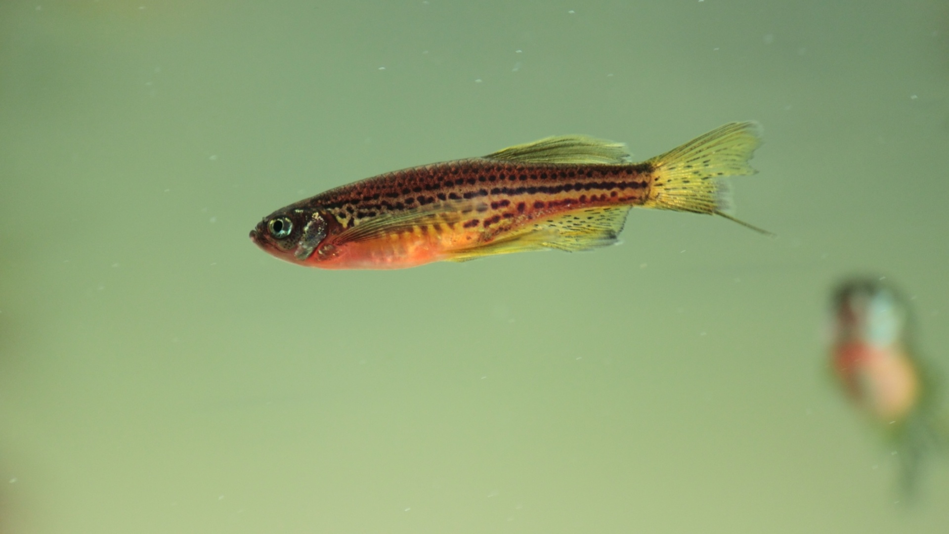 Genoma do peixe-zebra tem 70% de equivalência com o humano - 17/04/2013 ...