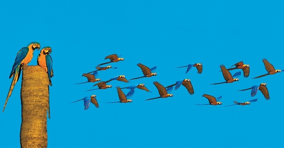 Fotos: Fotógrafo registra imagens de aves brasileiras em pleno voo - 24 ...