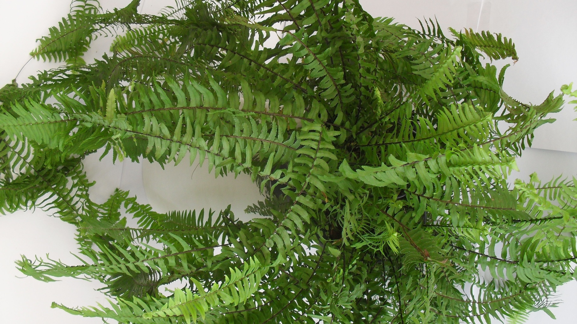 Fotos: Conheça algumas espécies de samambaias para o cultivo em casa ...