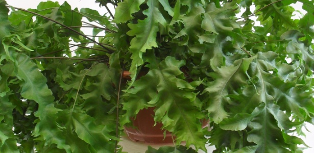 Fotos: Conheça algumas espécies de samambaias para o cultivo em casa ...