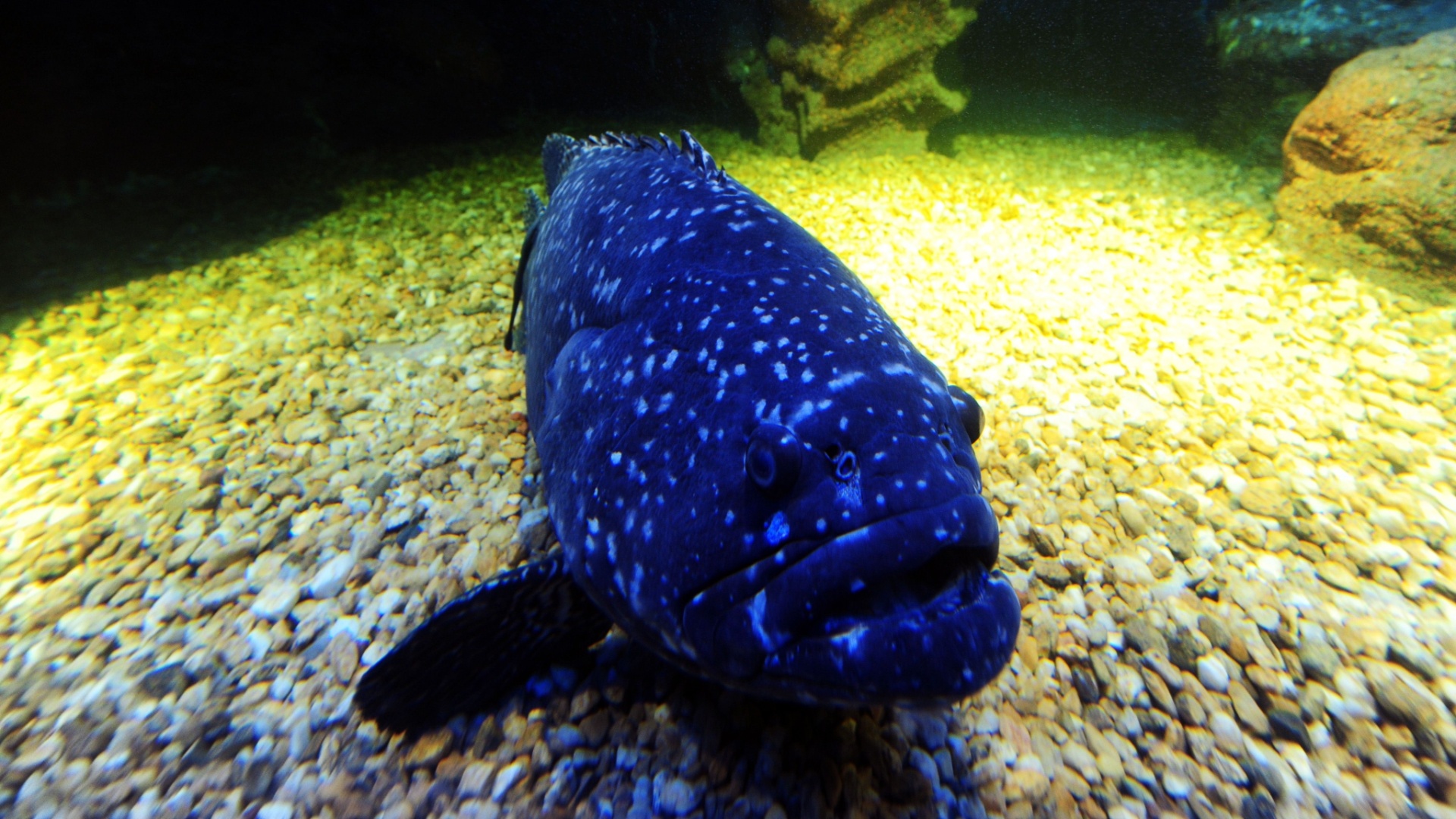 Fotos: A natureza está repleta de espécies curiosas; veja - 23/01/2013 ...