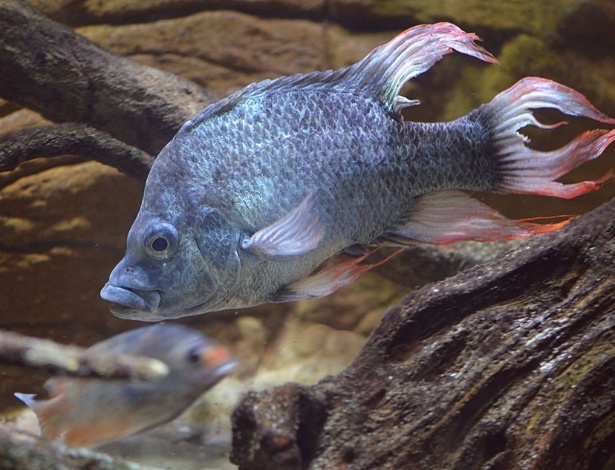 Zoo de Londres busca fêmea para salvar espécie de 'peixe feio ...
