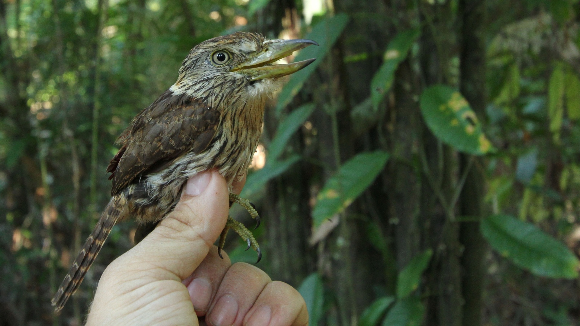 Fotos: Brasileiros descobrem novas aves na Amazônia - 17/05/2013 - UOL ...