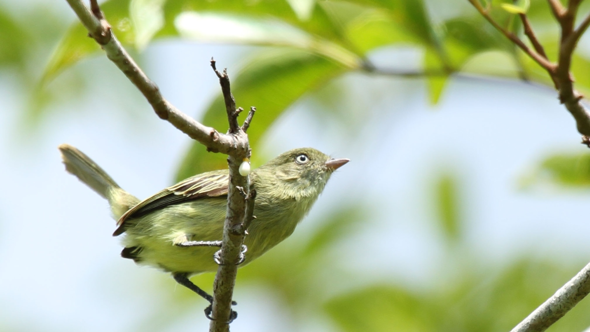 Fotos: Brasileiros descobrem novas aves na Amazônia - 17/05/2013 - UOL ...