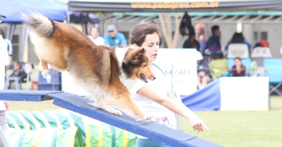 Cães participam de Campeonato Brasileiro de Agility - Fotos - UOL Notícias