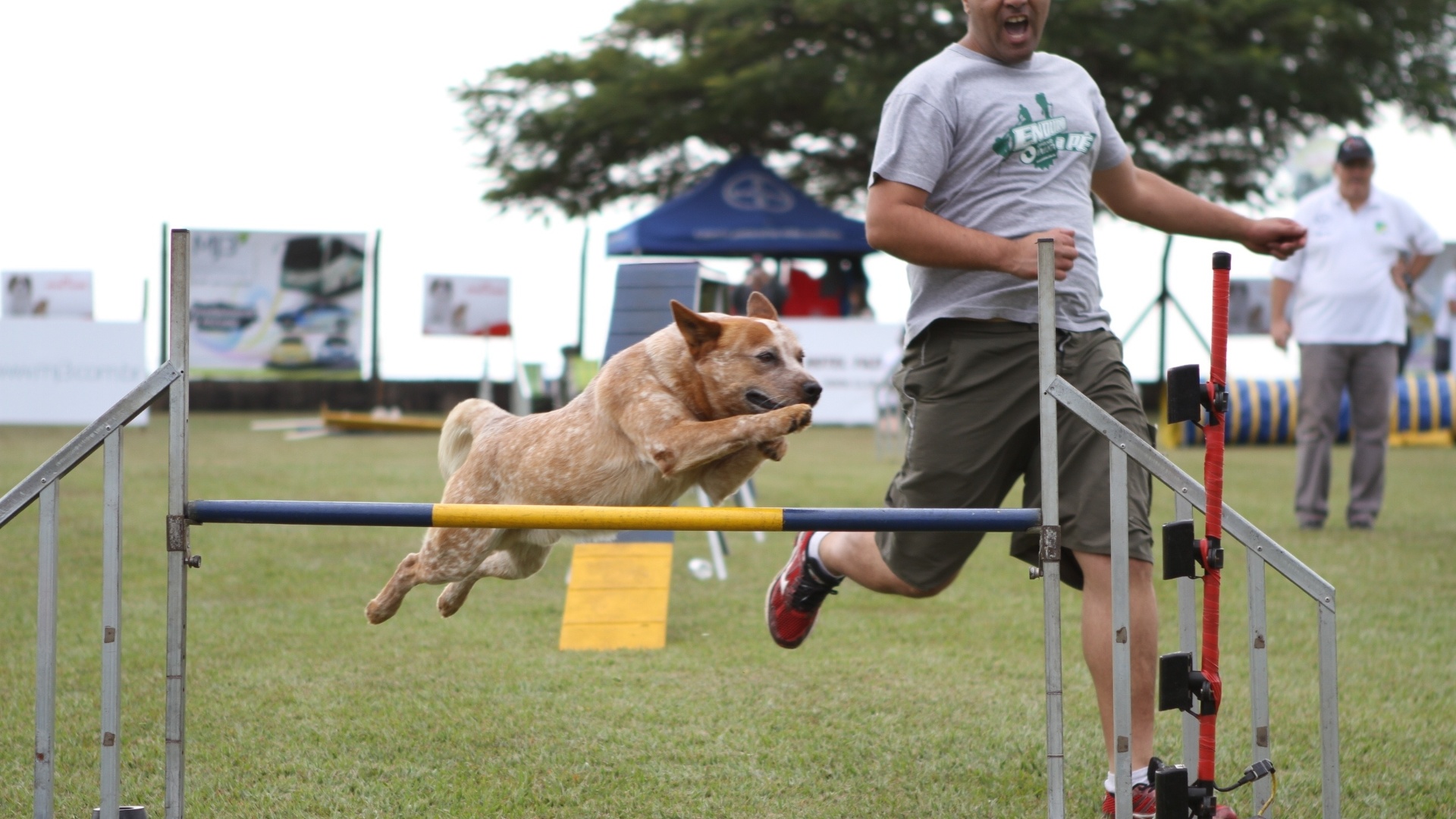 Fotos: Cães participam de Campeonato Brasileiro de Agility - 18/05/2013 ...