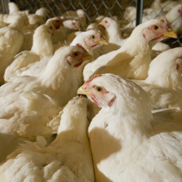 Carne: brasileiro come mais frango, porco e ovo e menos boi