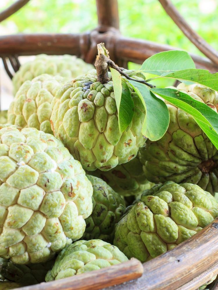 Superalimento: fruta-do-conde tem vários benefícios à saúde