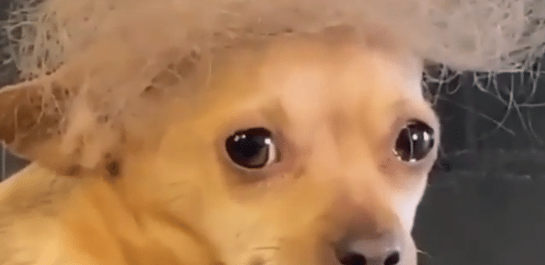 Donos "fantasiam" chihuahua de Donald Trump e vídeo viraliza no Tipi Tok