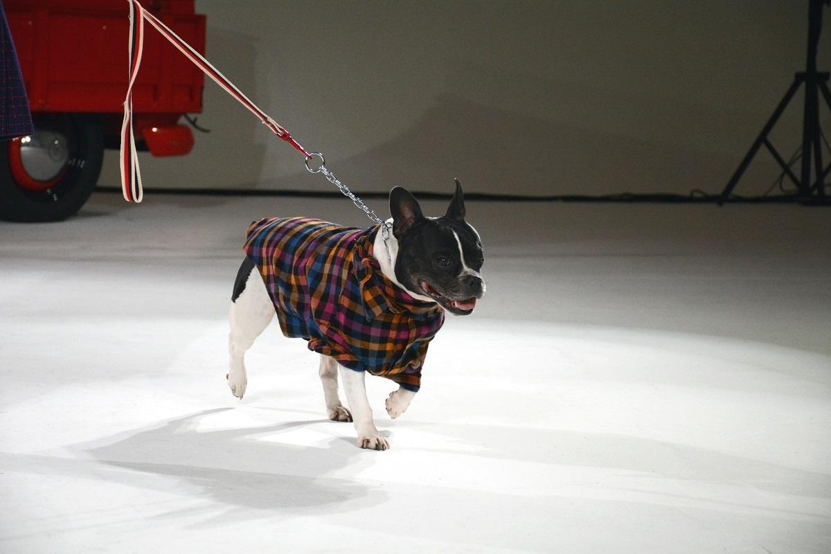 Cachorrinhos são estrelas em desfile de moda canina; veja looks
