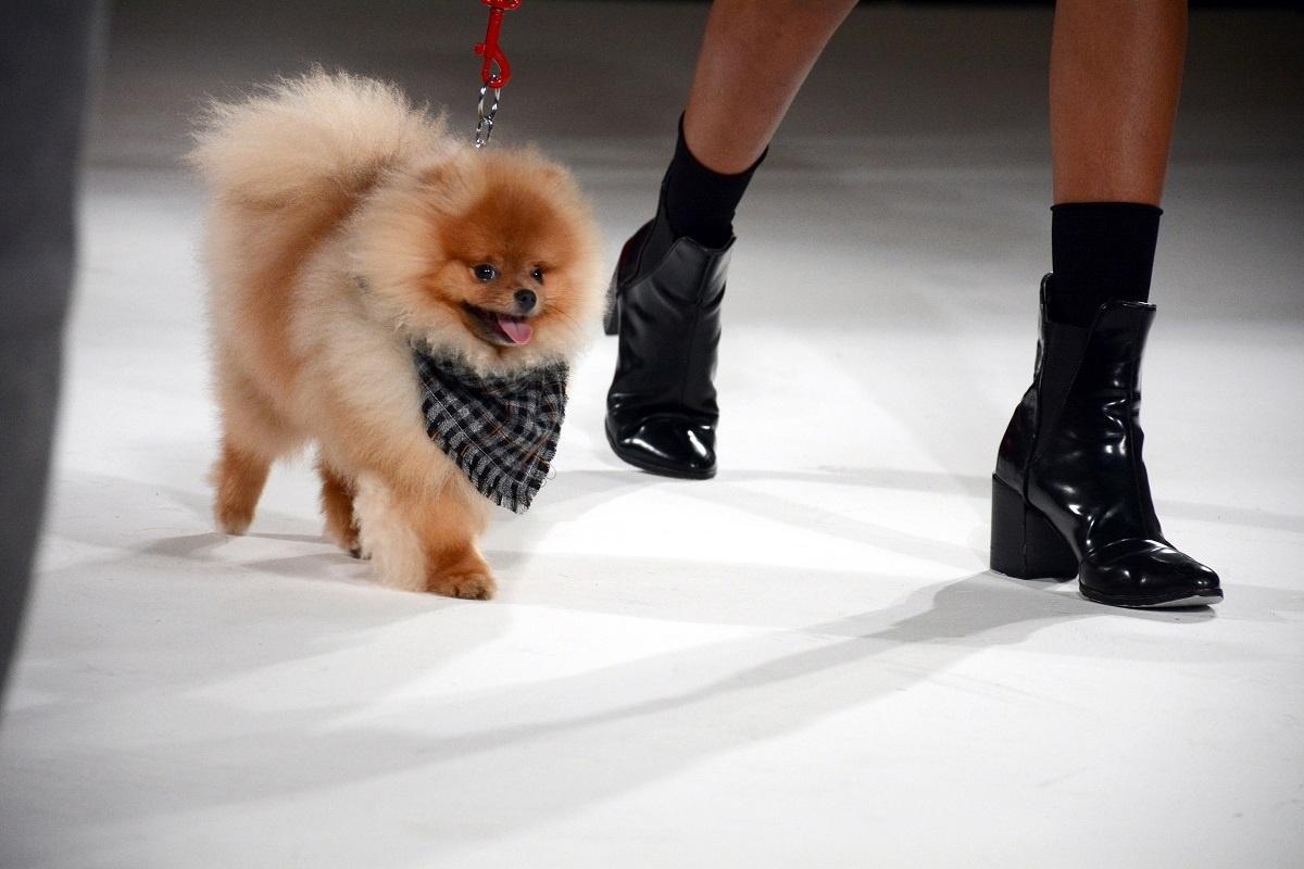 Fotos: Cachorros viram estrelas em desfile de moda canina - 25/09/2020 ...