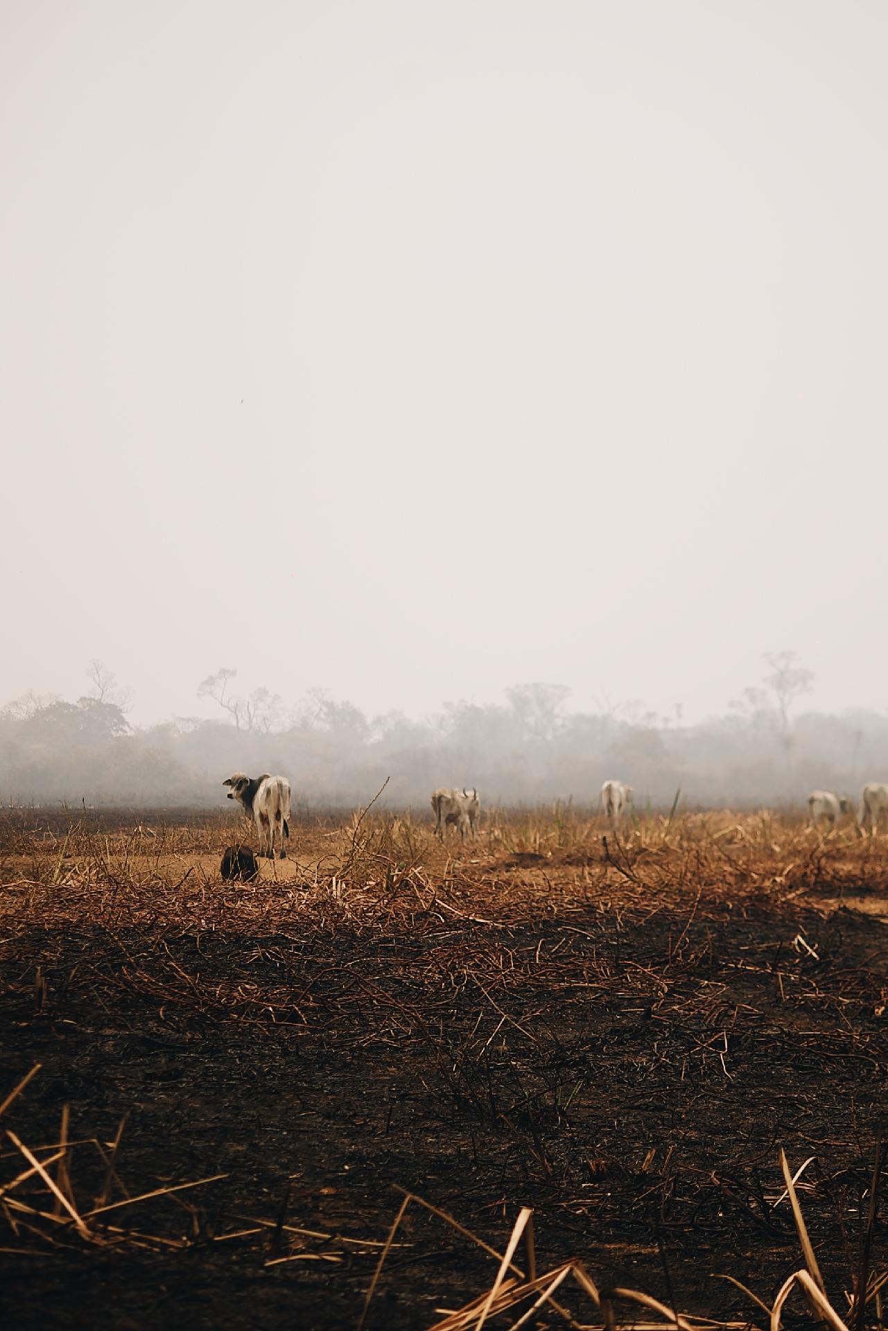 Pantanal Tem Maior Número Mensal De Focos De Incêndio Já Registrado