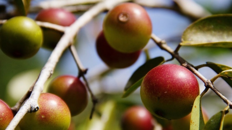 Fruta da Amazônia chamada camu-camu reduz obesidade em ratos - 31/08 ...