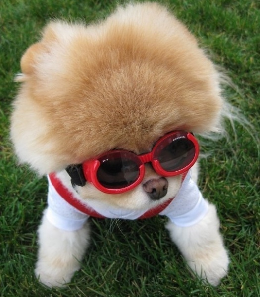 Fotos: Boo, o cachorro mais fofo do mundo - 16/04/2014 - BOL BOL