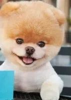 O Cachorro Mais Fofo Do Mundo Conheça As Raças De Cachorros Mais