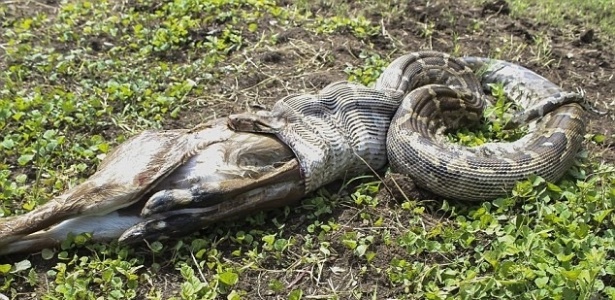 Cobra píton devora filhote de antílope e assusta aldeia na Índia ...