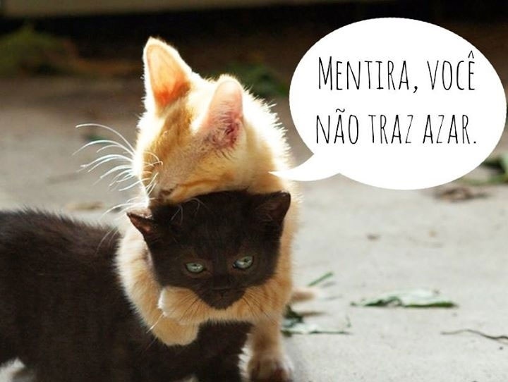 Memes 'tapas na cara' - Imagens que fazem refletir - Notícias - BOL