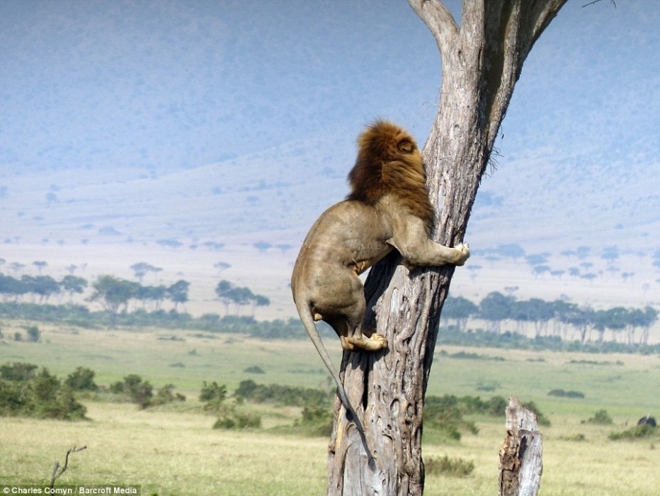 Fotos: Rei da selva? Leão sobe em árvore para escapar de manada de ...