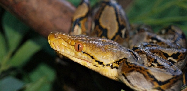 Cobra píton: Mulher é encontrada morta com cobra de 2,5 metros enrolada ...