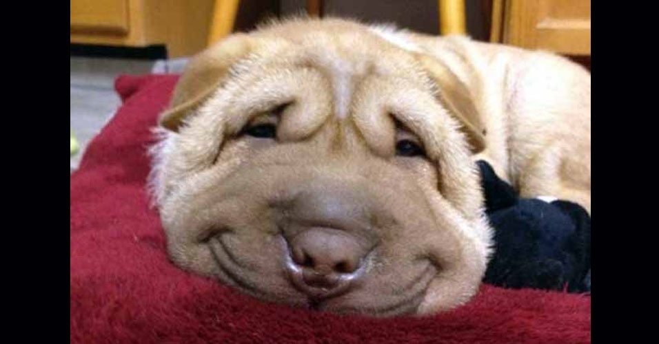 60 cachorros felizes e seus melhores sorrisos - Listas - BOL