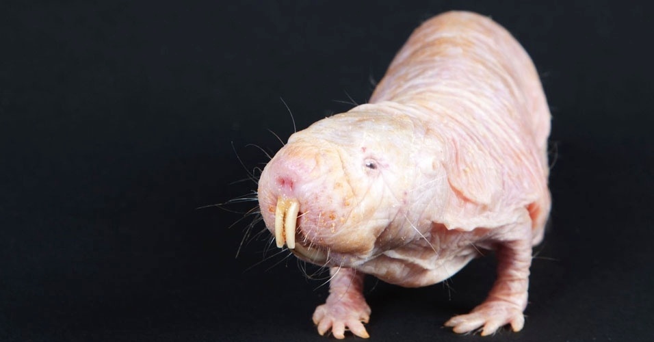 26 animais tão feios que parecem desastres da natureza - Listas - BOL