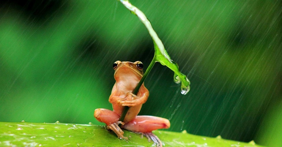 Você vai amar estes 29 bichinhos curtindo a chuva - BOL Fotos - BOL Fotos