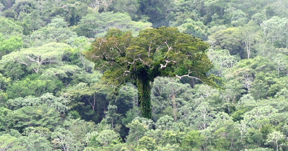 21 fatos sobre a Amazônia, sua floresta e seus rios - BOL Fotos - BOL Fotos