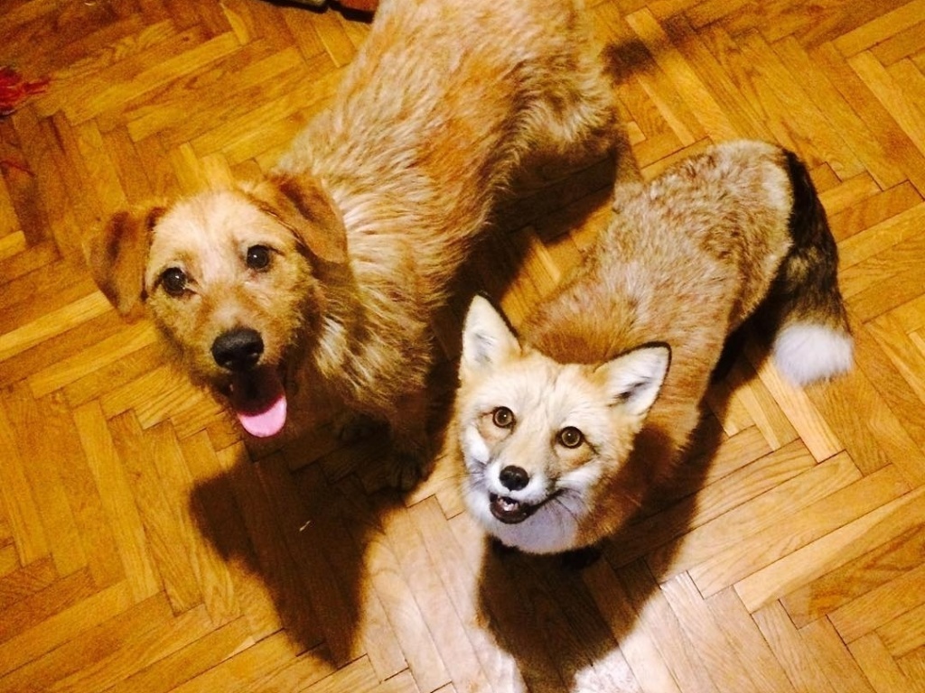 Raposa Jay e cão Saimon são melhores amigos - Notícias - BOL